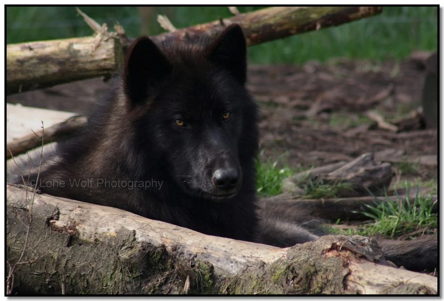 Shadow | The Mythical Fantasy Wiki | Fandom