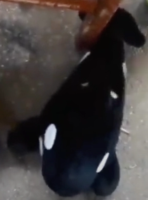 Quandarius Gooch | The New Angry Birds Crapastic Adventures Wiki | Fandom