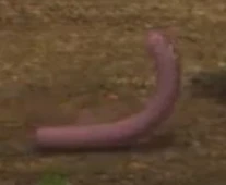 Worm | Canimals Wiki | Fandom