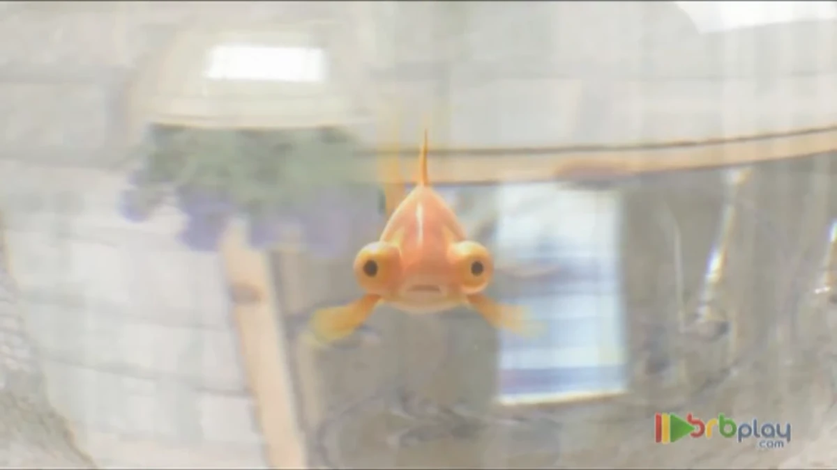 School Pet/Gallery | Canimals Wiki | Fandom