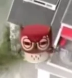 Pow/Gallery | Canimals Wiki | Fandom