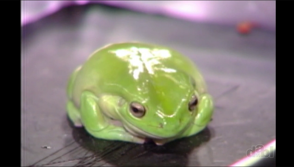 December 25, 2024 | The NEW Dabl Archives Wiki | Fandom