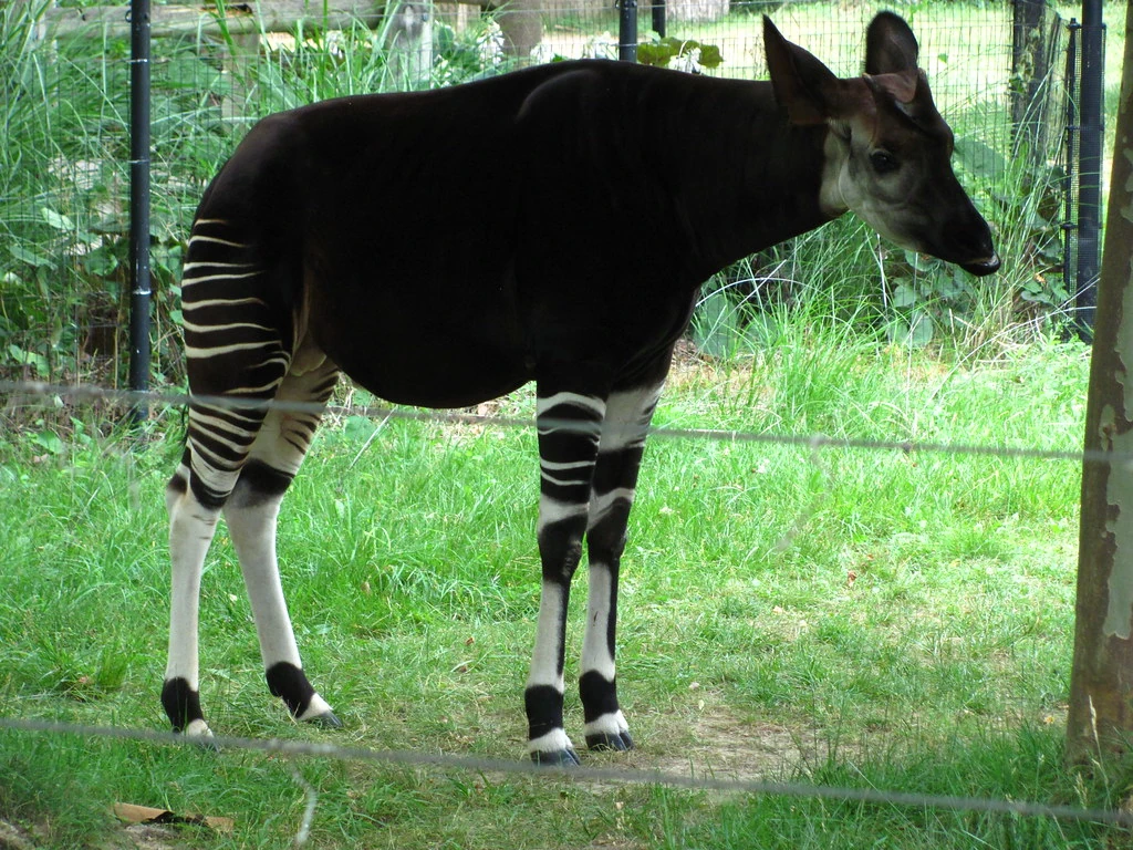Okapi | The New Encyclopedia Wiki | Fandom