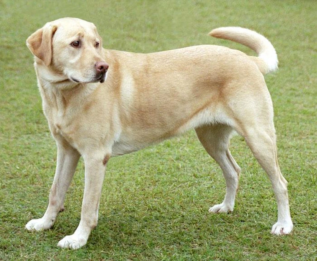 Dog | The New Encyclopedia Wiki | Fandom