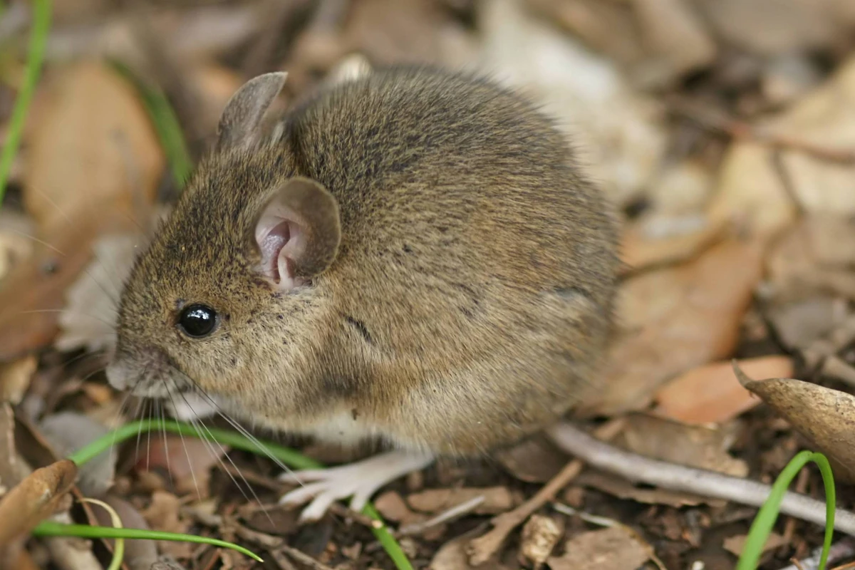 House Mouse | The New Encyclopedia Wiki | Fandom