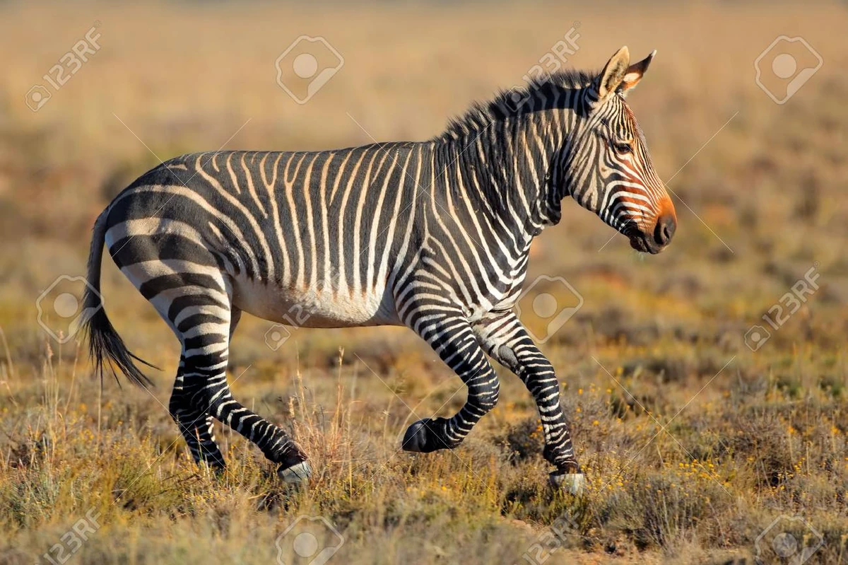 Mountain Zebra | The New Encyclopedia Wiki | Fandom