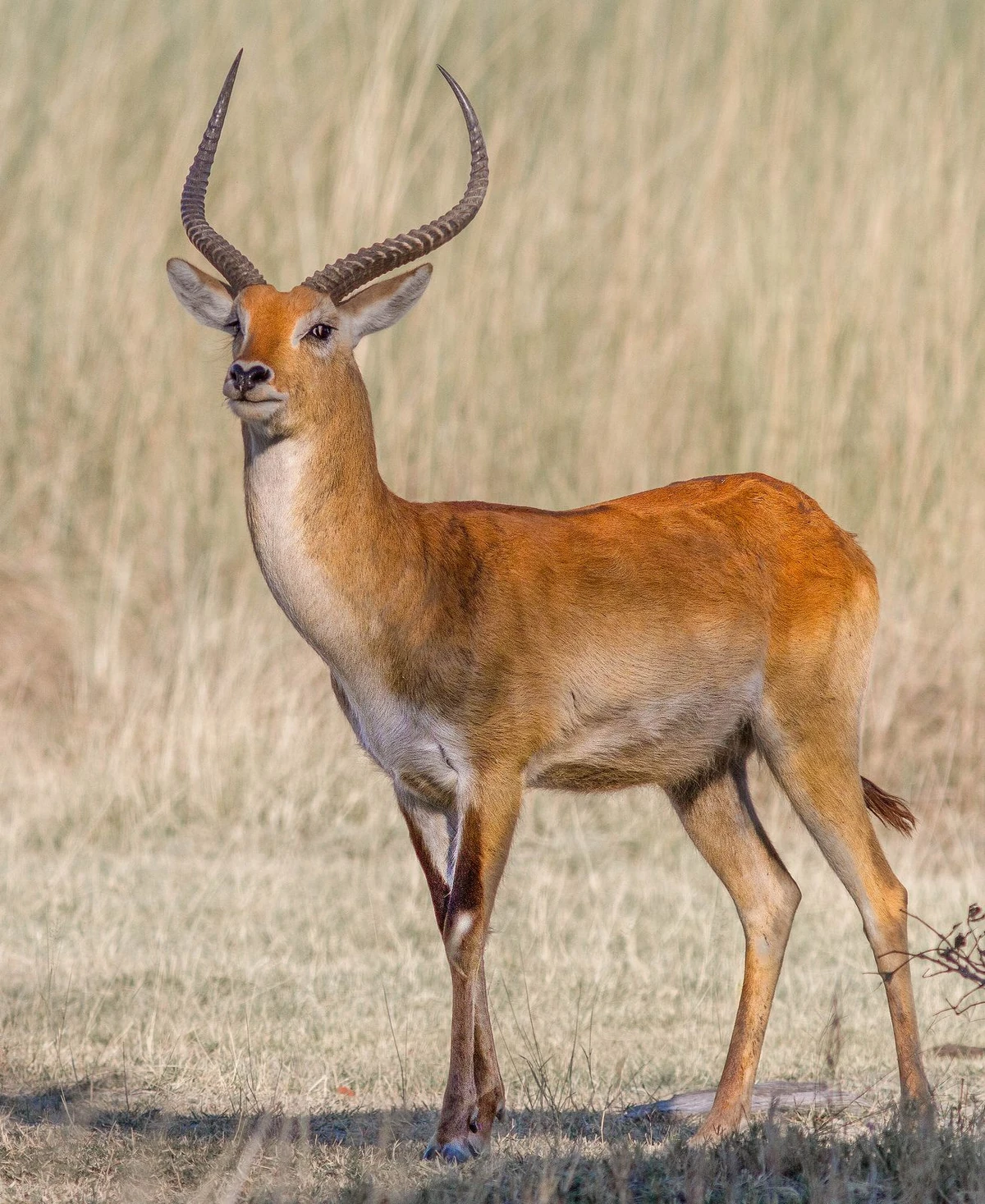 Red Lechwe | The New Encyclopedia Wiki | Fandom