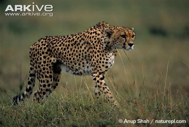 Cheetah | The New Encyclopedia Wiki | Fandom