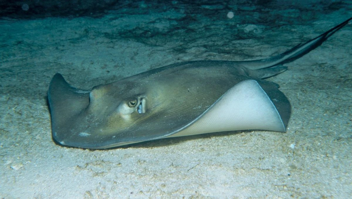 Southern Stingray | The New Encyclopedia Wiki | Fandom