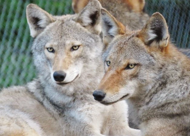 Coywolf | The New Light of Hope Wiki | Fandom