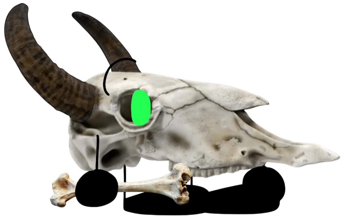 Cow Skull (Object Adventure Character) | The New Parody Wiki | Fandom