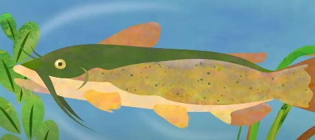 Catfish (Cocomelon) | The New Parody Wiki | Fandom