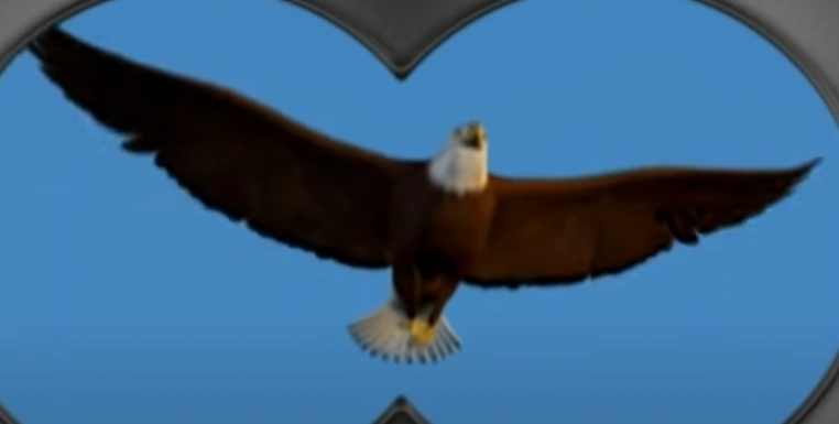 Eagle (Little Einsteins) | The New Parody Wiki | Fandom