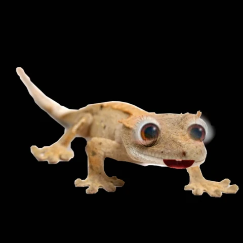 Gecko (Cocomelon) | The New Parody Wiki | Fandom