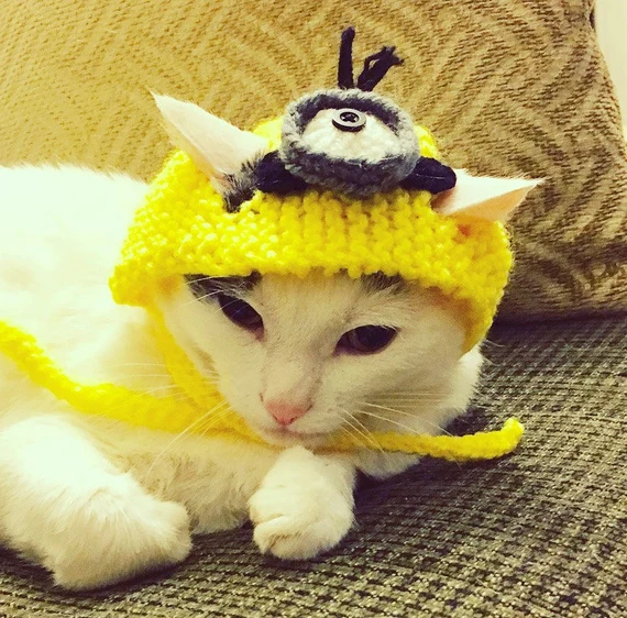 Minion Cat | The New Parody Wiki | Fandom