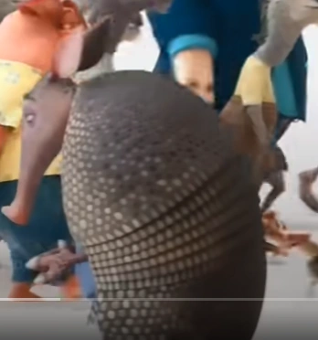 Dharma Armadillo | The New Parody Wiki | Fandom