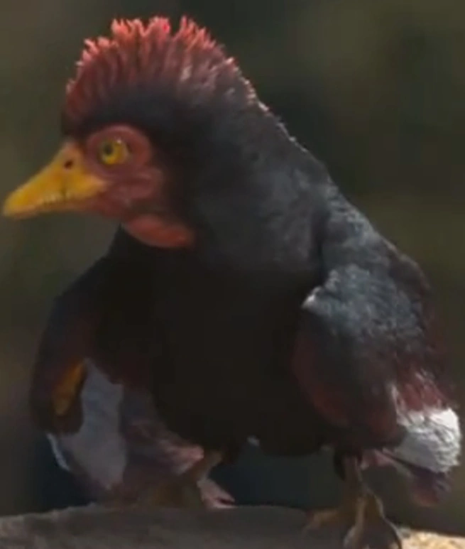 Alexornis | The new walking with Wiki | Fandom