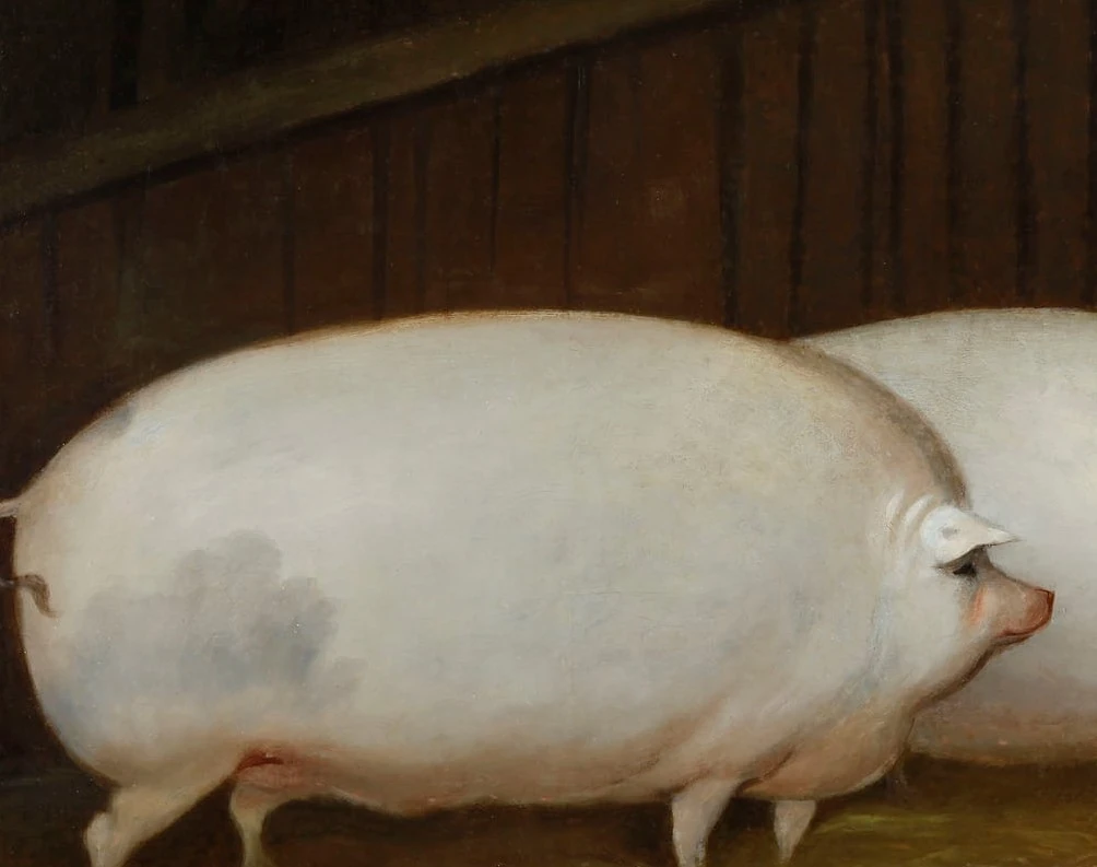 Older Pig | The Oats Wiki | Fandom