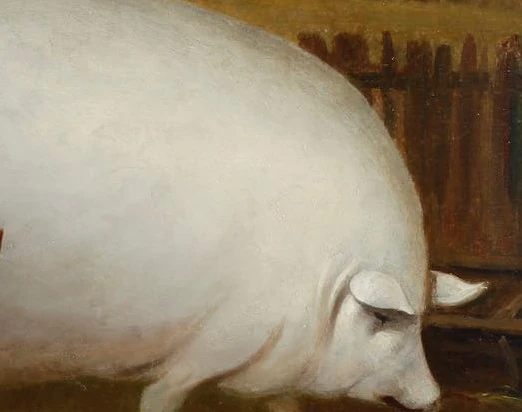 Younger Pig | The Oats Wiki | Fandom