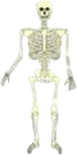 Skeleton | The Object Merry-Go-Round Wiki | Fandom