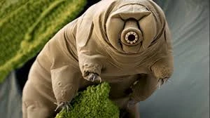 Giant Tardigrade | The Occult Kingdom Wiki | Fandom