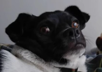 Snoopy | The Odd1sOut Wiki | Fandom