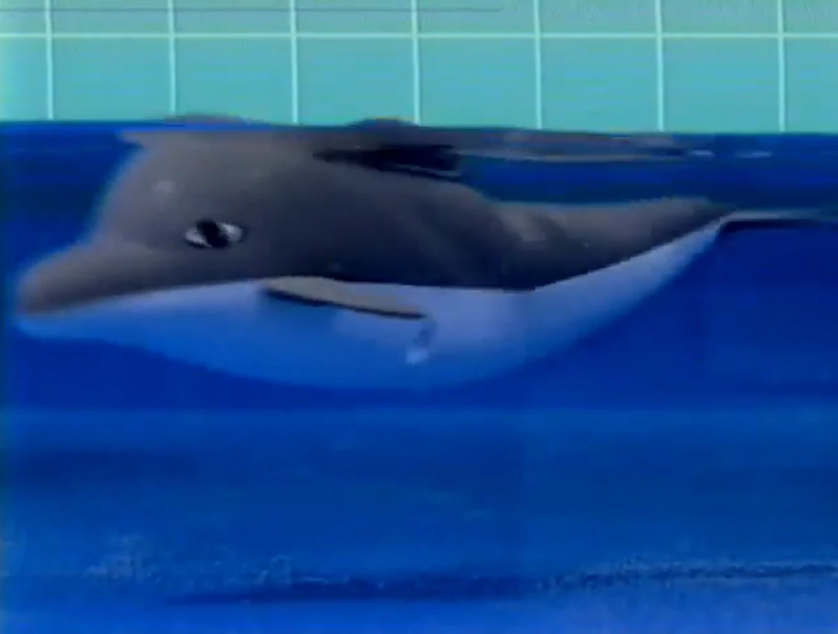 Baby Neptune (video) | The Official Baby Einstein Wiki | Fandom