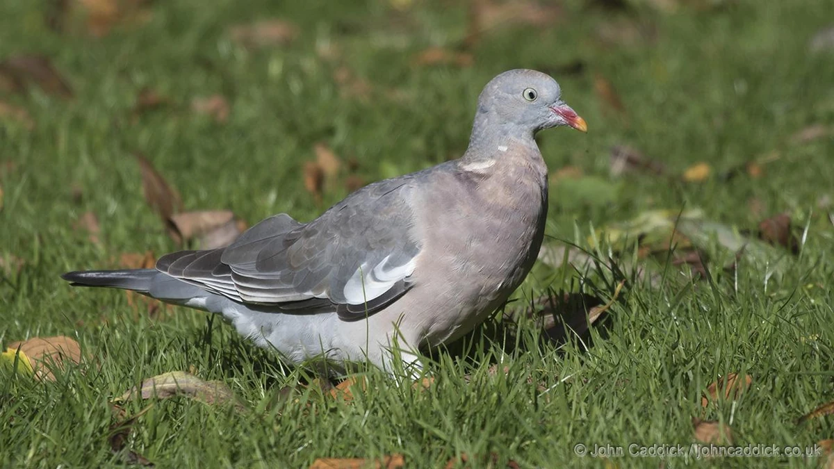 Pongon | The Official Pingeon Wiki | Fandom