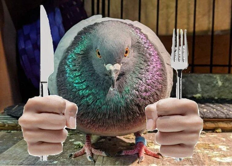 Pingeon | The Official Pingeon Wiki | Fandom