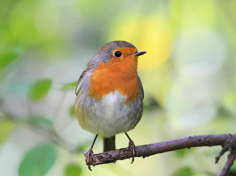 Robin | The Official Pingeon Wiki | Fandom