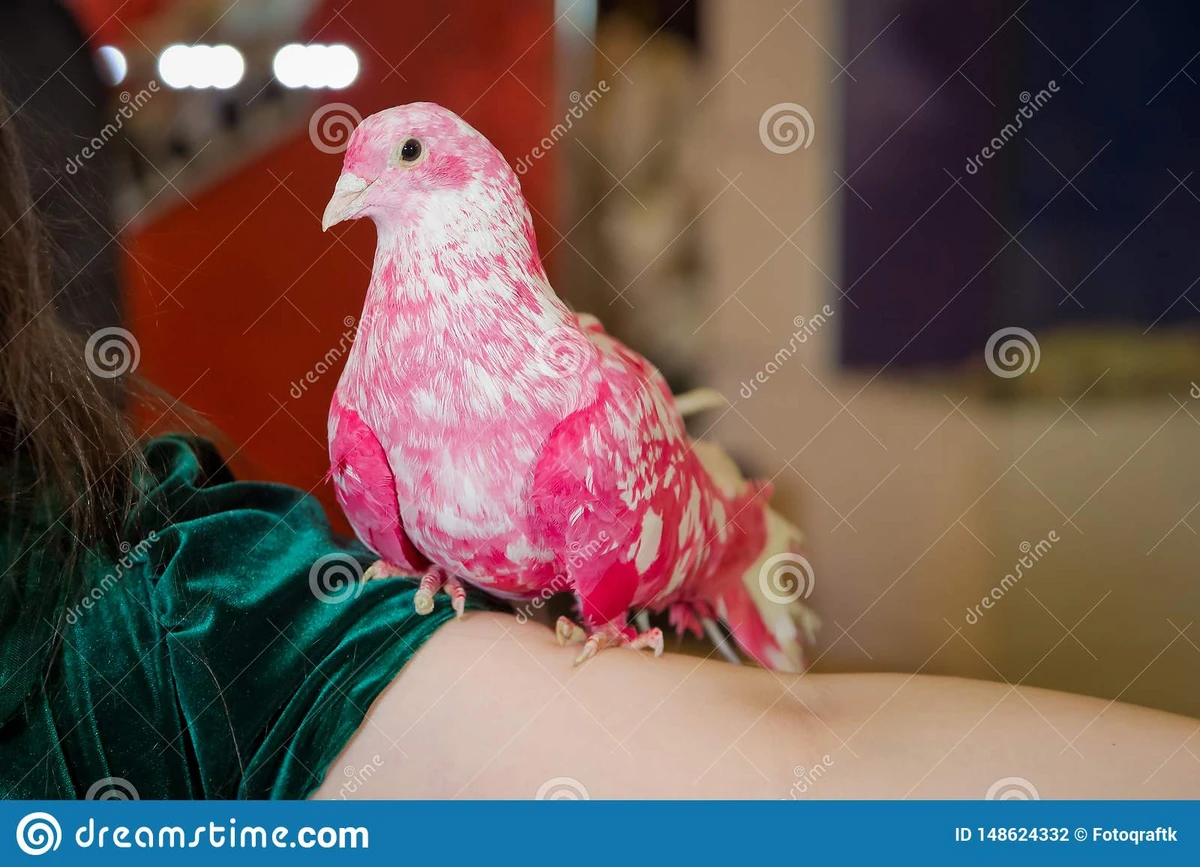 Pigeon | The Official Pingeon Wiki | Fandom