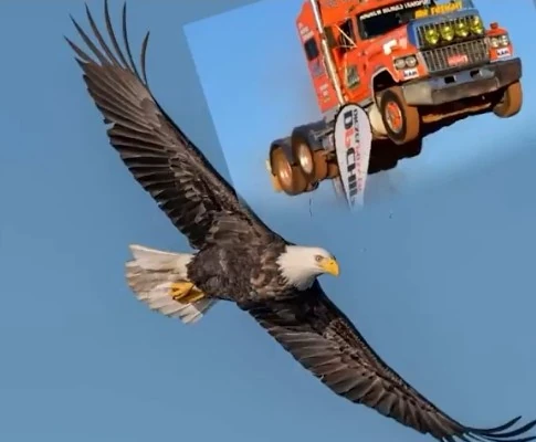 Craig and Grog | The Official Pingeon Wiki | Fandom