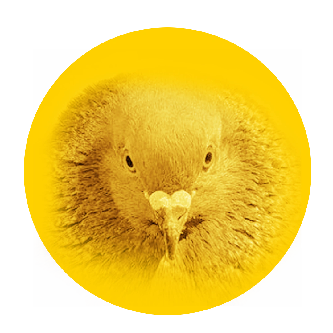 Pingeon Coins | The Official Pingeon Wiki | Fandom