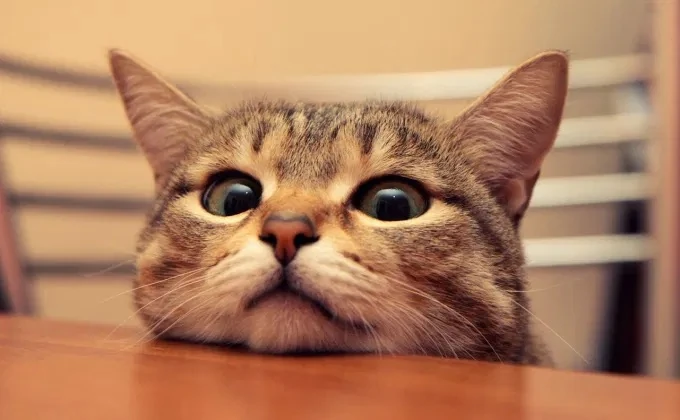 Cat | The Official Pingeon Wiki | Fandom