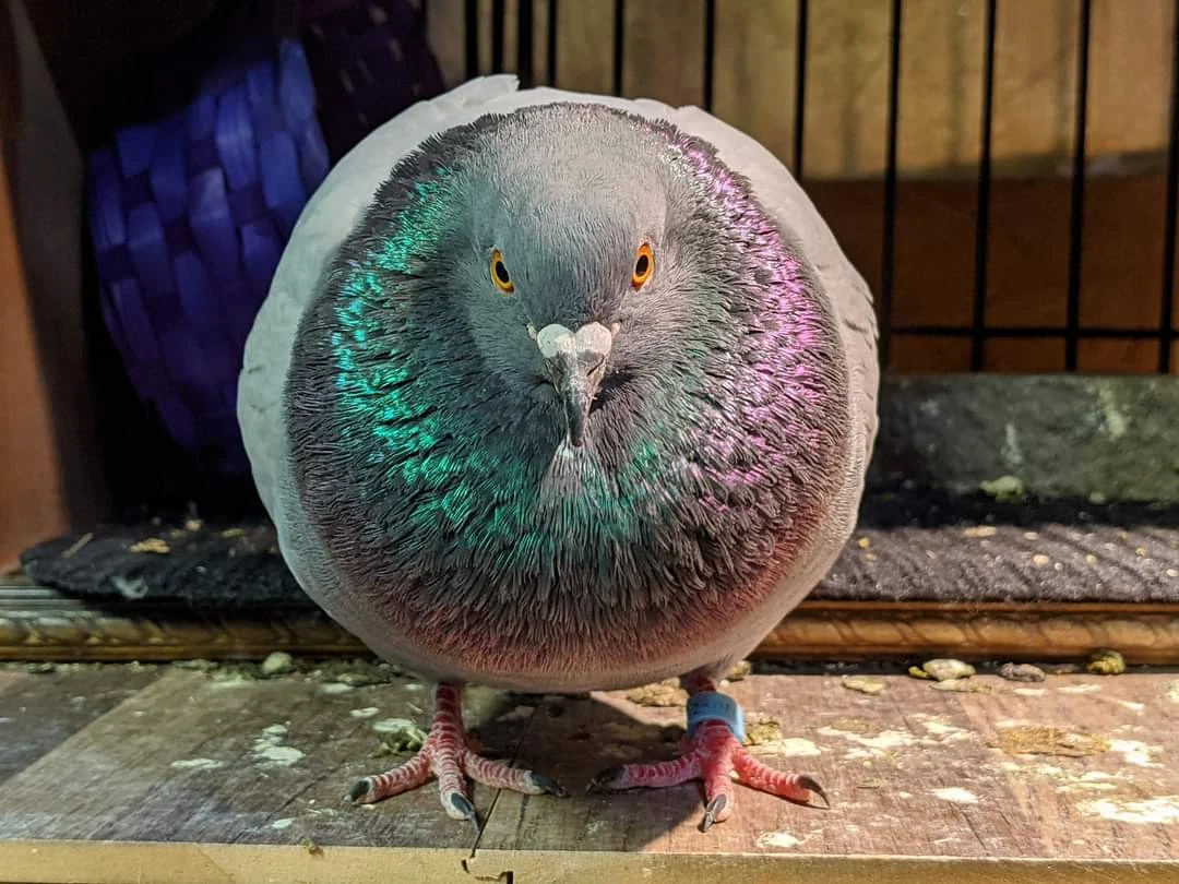 The Official Pingeon Wiki | Fandom