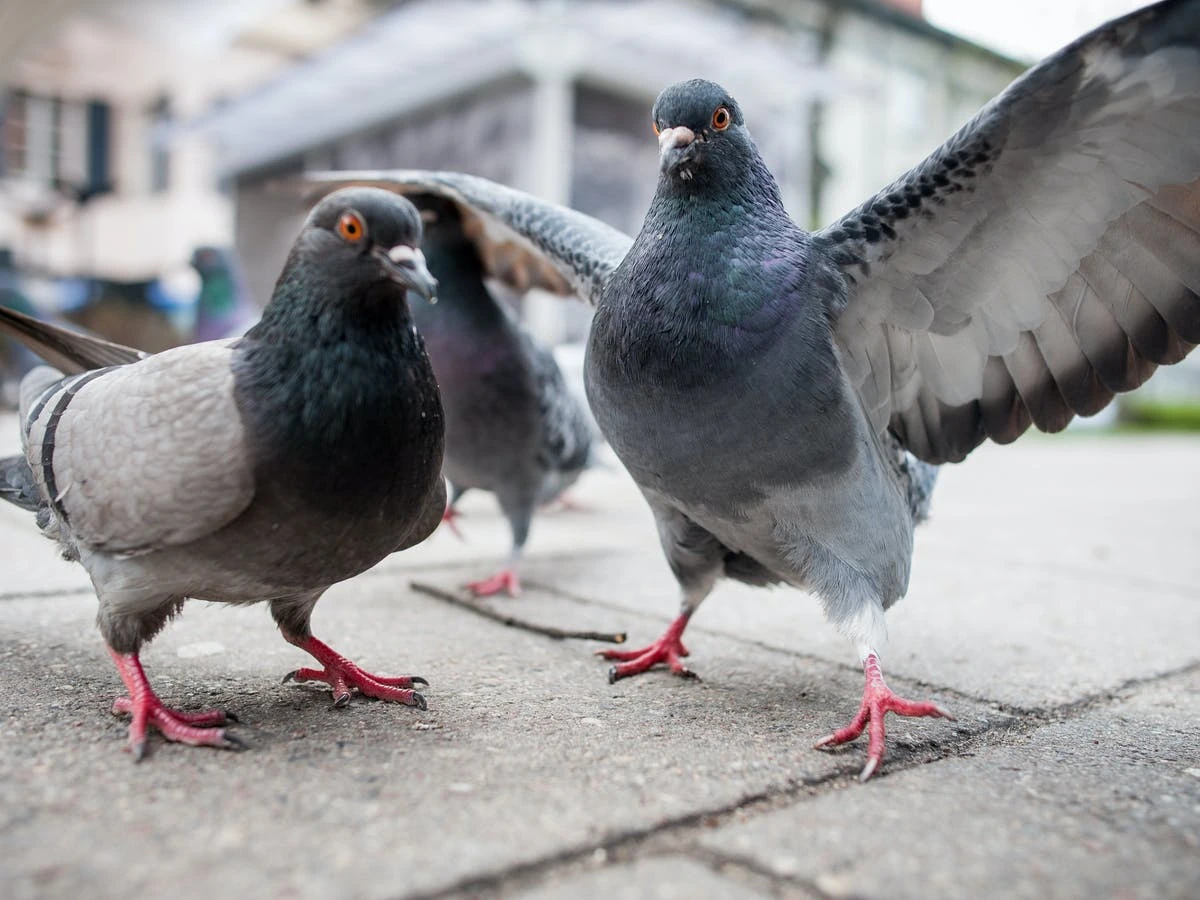 The gang | The Official Pingeon Wiki | Fandom