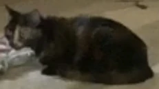 Isabella | The Official Starshine Carly Wiki | Fandom