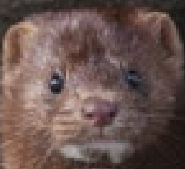 The Mink Cult | The Official Team Create Wiki | Fandom