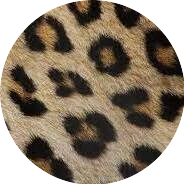 LeopardClan | The Official Wild Clans Wiki | Fandom