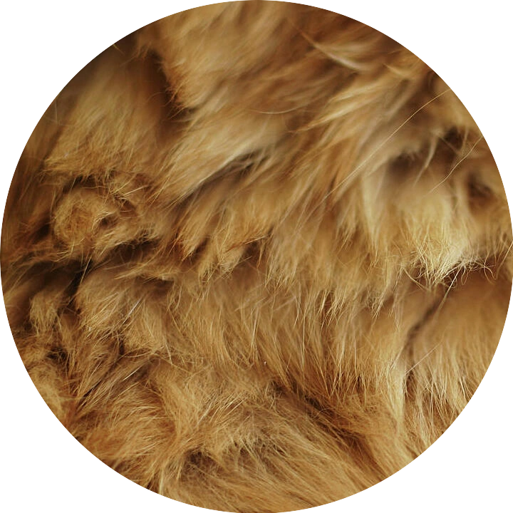 LionClan | The Official Wild Clans Wiki | Fandom
