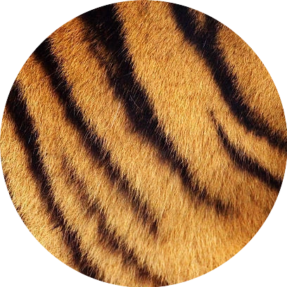 How to add an picture | The Official Wild Clans Wiki | Fandom