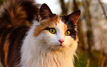 MapleHeart | The Official Wild Clans Wiki | Fandom