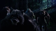 Season 2 | The Order Wiki | Fandom