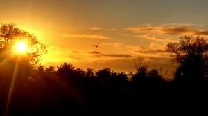 Luz do Sol | Wiki The originals | Fandom