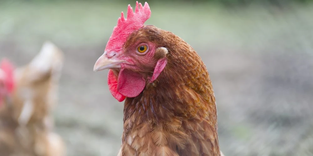 Caster Falls Man Turned into Chicken | The Oxventure Guild Wiki | Fandom