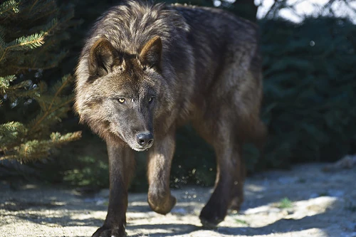 Dark Brown Female Wolf