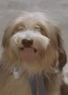 Simone Partridge | The Partridge Family Wikia | Fandom