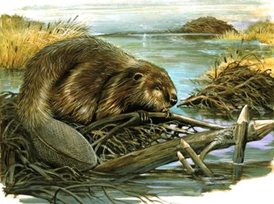 Stanley the Beaver | The Perfect Beaver Wiki | Fandom