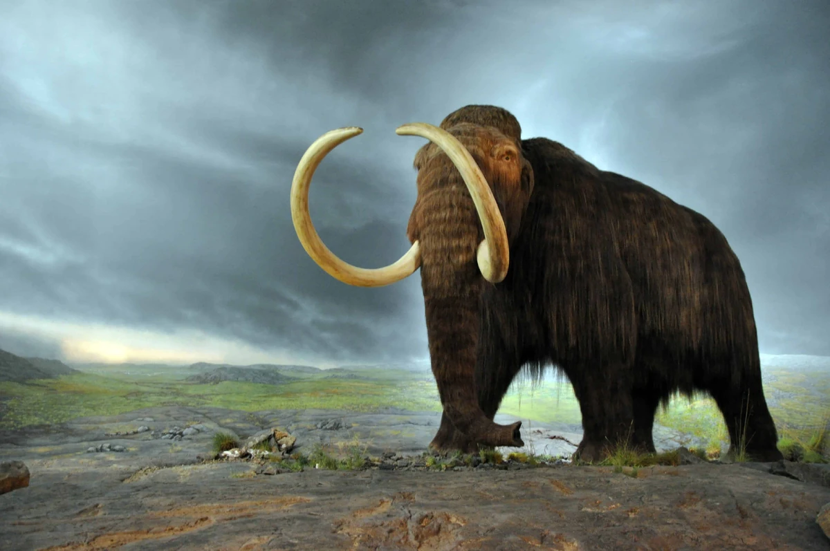 Woolly Mammoth | The Prehistoric Animal Wiki | Fandom
