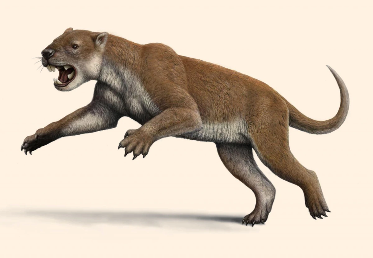 Thylacoleo | The Prehistoric Animal Wiki | Fandom